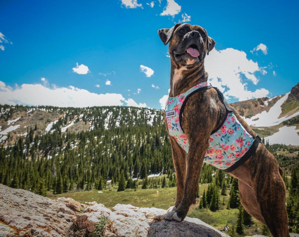 Meet Michael Bevis | Founder & Chief Innovator - SHOUTOUT COLORADO