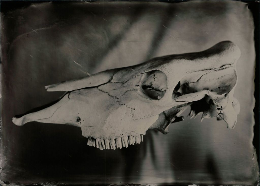 Meet Chad Shryock | Tintype Photographer - SHOUTOUT COLORADO