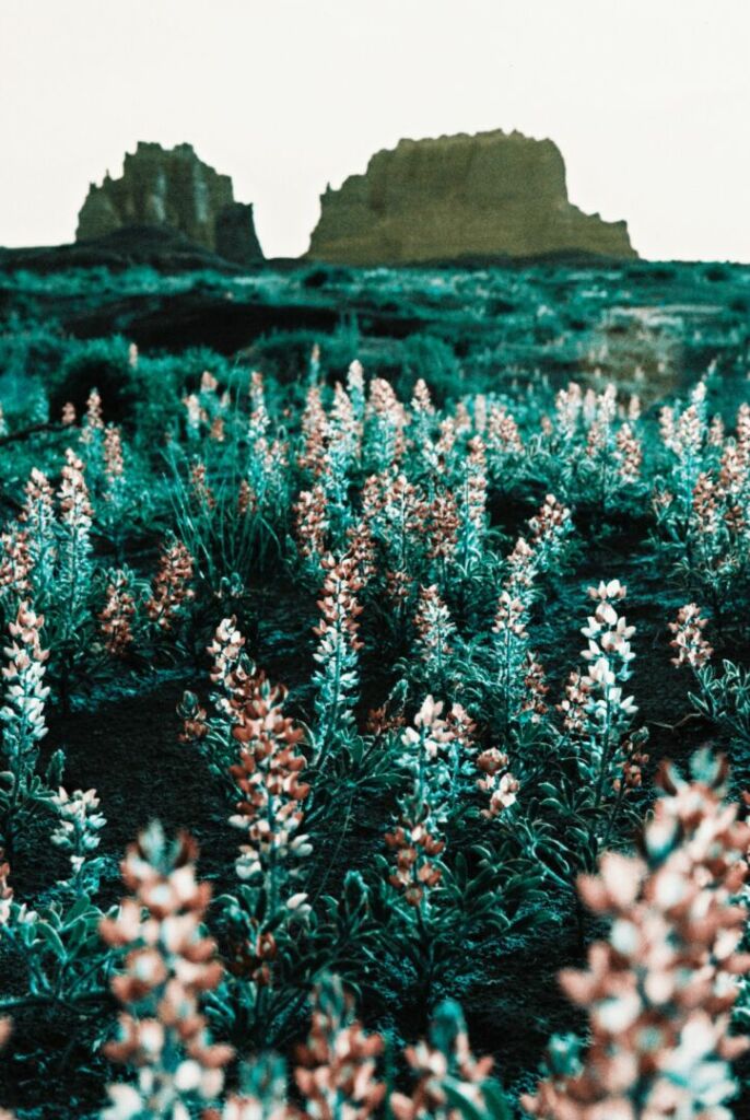 Meet Erin Shine | Photographer - SHOUTOUT COLORADO