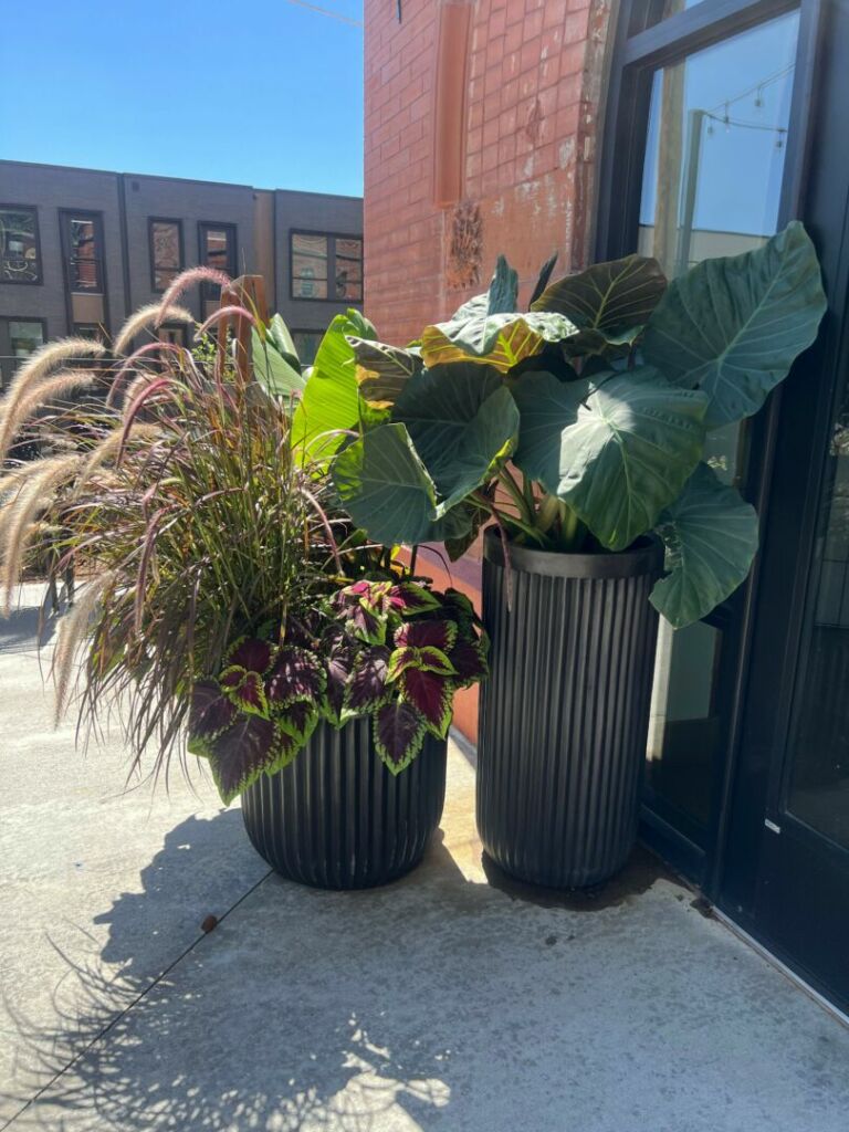 Meet Charley Perry | Owner of Perry's Plants - SHOUTOUT COLORADO