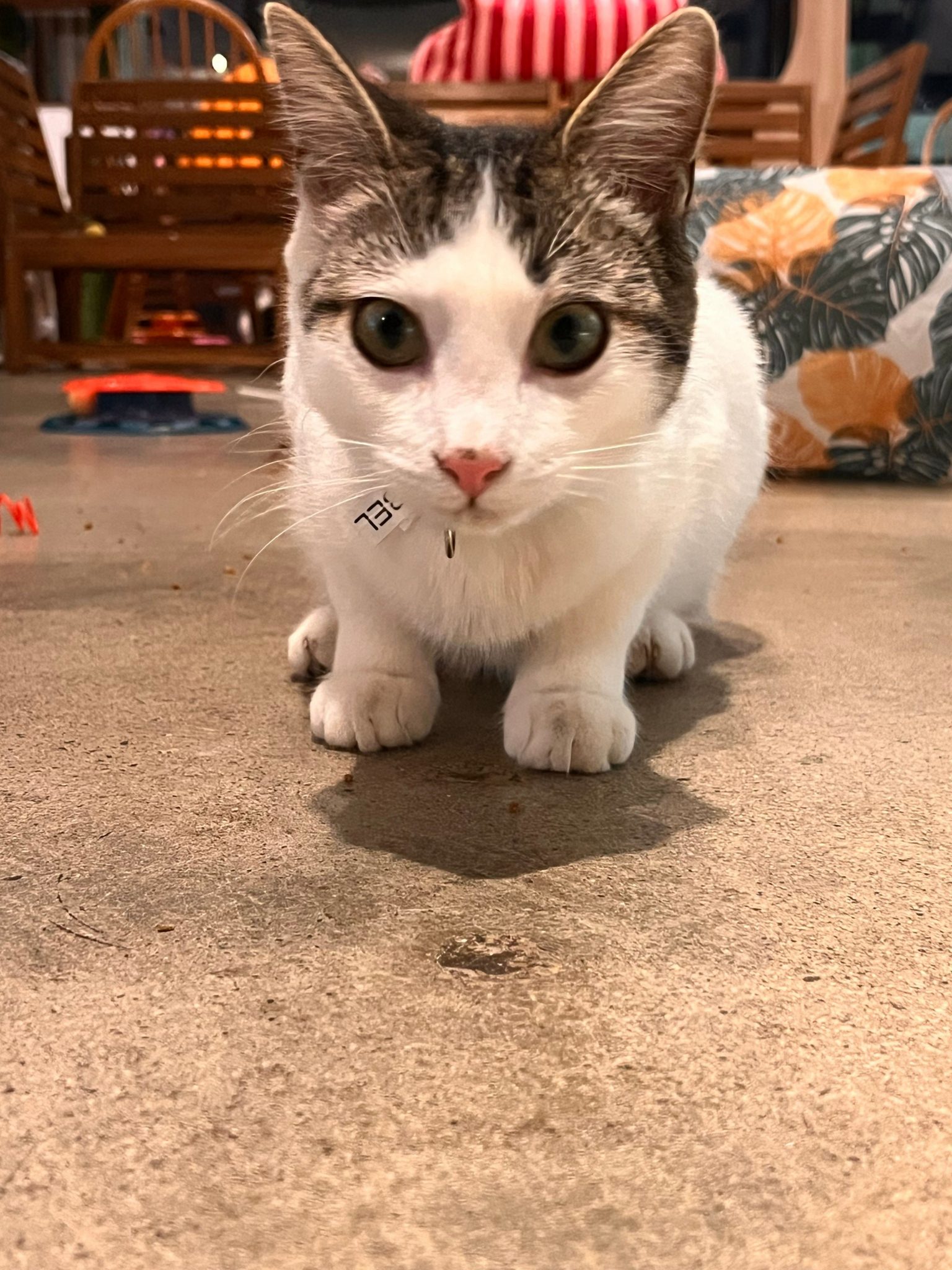 Meet Aleks Talaro | Cat Cafe Owner & Artist - SHOUTOUT COLORADO