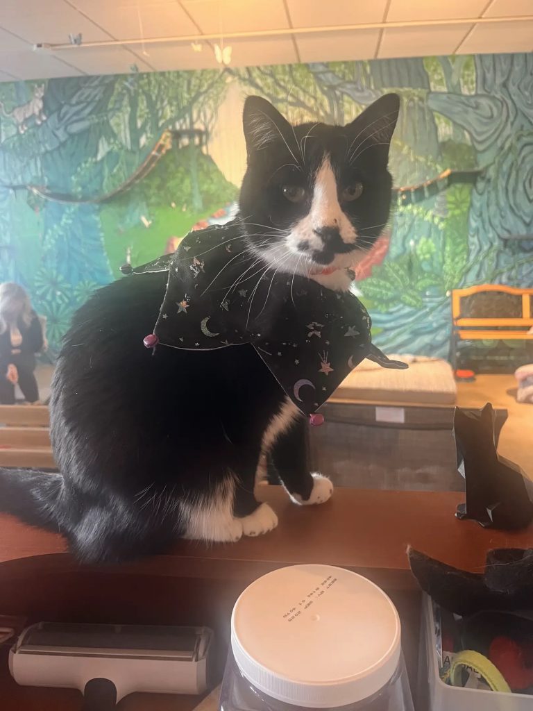 Meet Aleks Talaro | Cat Cafe Owner & Artist - SHOUTOUT COLORADO