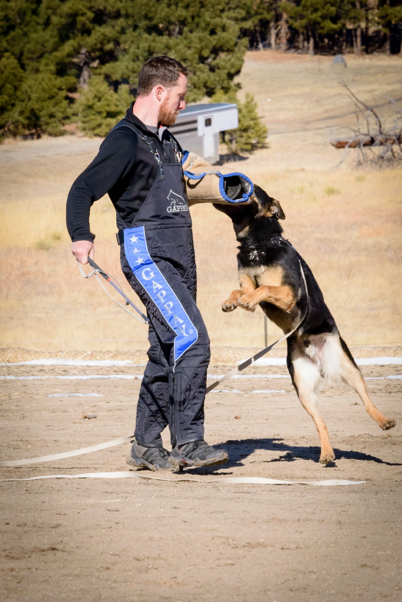 Meet Dion Studinski | Dog Trainer & Behaviorist - SHOUTOUT COLORADO