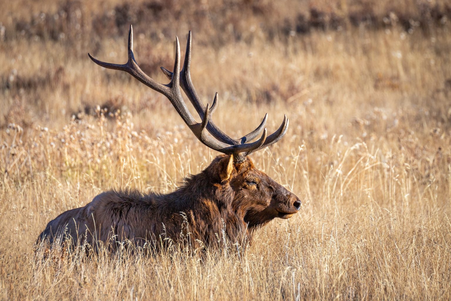 Meet Dillon Eldridge | CEO + Photographer + Builder - SHOUTOUT COLORADO