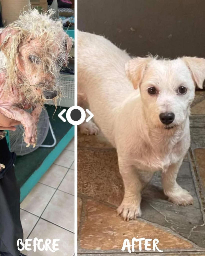 Meet Brandon Bull | Volunteer with Big Bones Canine Rescue - SHOUTOUT ...